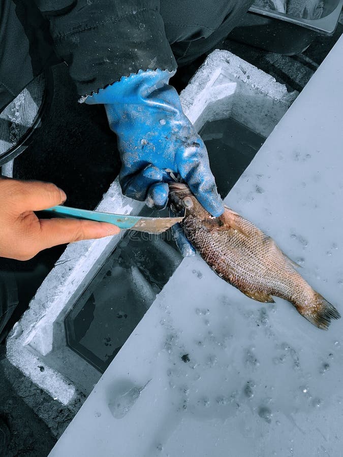 Remove fish scales. stock image. Image of aquatic, fish - 167631137