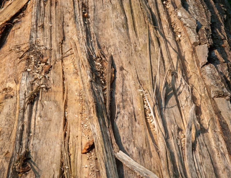 Splintered Wood Texture And Background. Closeup View Of Splinter Wood ...