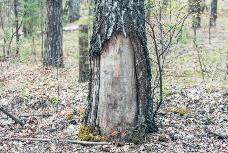 Removed Bark on a Tree in the Park Stock Image - Image of nature ...