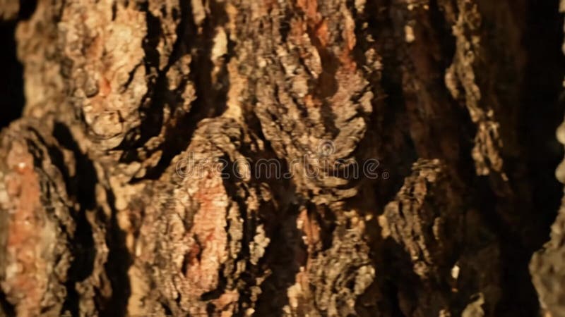 Resilient Surface Stock Footage & Videos - 143 Stock Videos