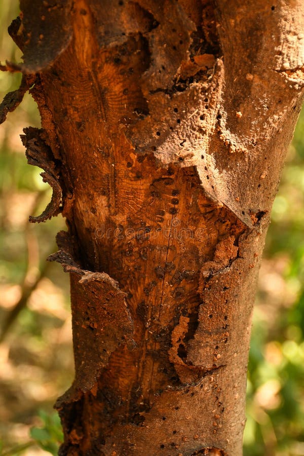 Removing Bark from Dry Tree Stock Photo - Image of closeup, plant ...