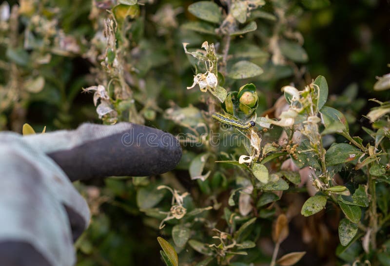 Removing the Box Tree Borer from a Infested Hedge. Stock Photo - Image ...