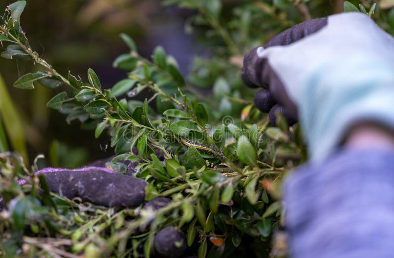 Removing the Box Tree Borer from a Infested Hedge. Stock Photo - Image ...