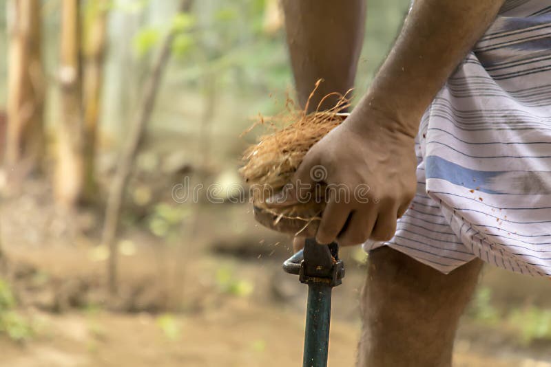 Removing of the Coconut Husk Stock Photo - Image of open, holding ...