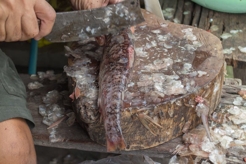 Removing Fish Scales Using Fish Knife Stock Image - Image of removing ...