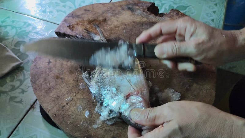 Removing Fish Scales Using Fish Scalier on Chopping Board Stock Footage ...