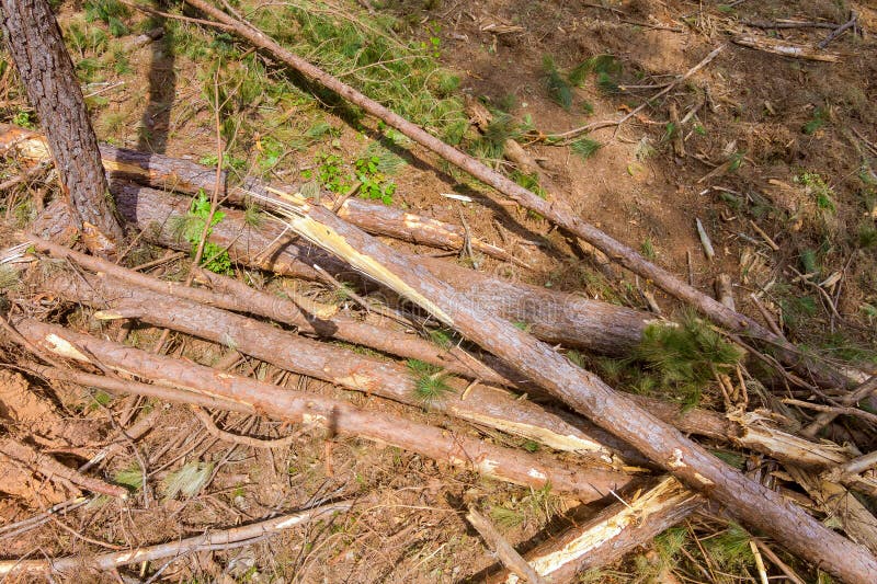 After Removing the Forest, Digging Up Tree Stumps and Roots for the ...