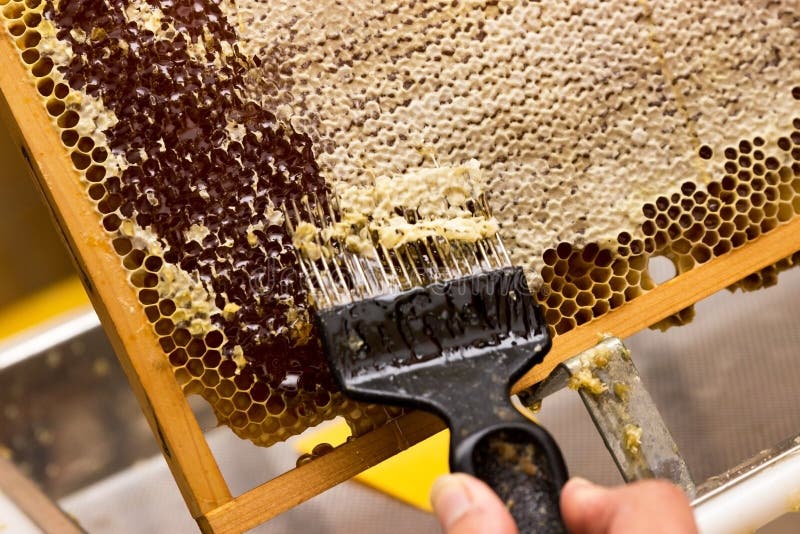 Beekeeper Removing Honeycomb From Bee Colony Stock Image - Image of ...