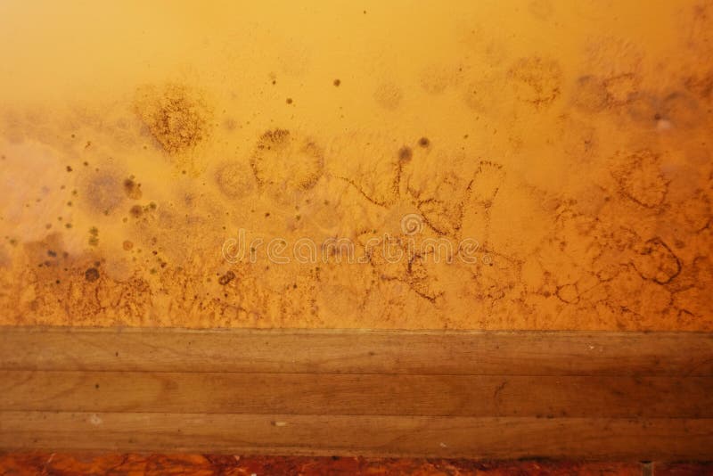 Close Up Black Mold on the Wall at Home. Stock Image - Image of action ...