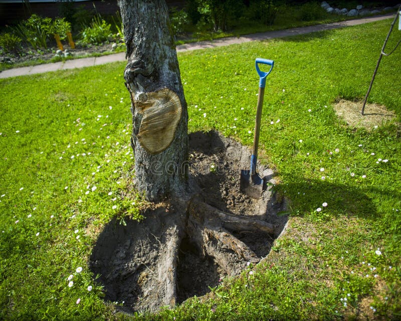 Digging a tree out stock photo. Image of hole, orchard - 324542724