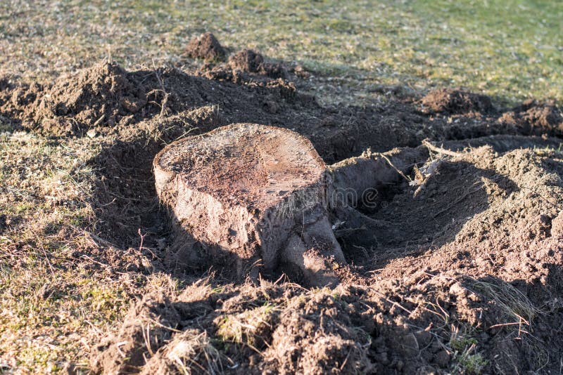 Removing an Old Stump in the Garden. Excavated Dirt from Tree Stump ...