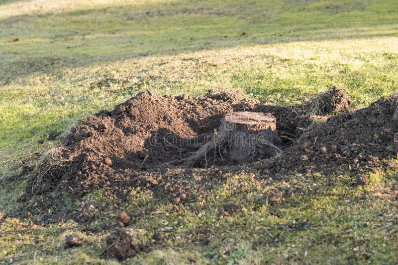 Removing an Old Stump in the Garden. Excavated Dirt from Tree Stump ...