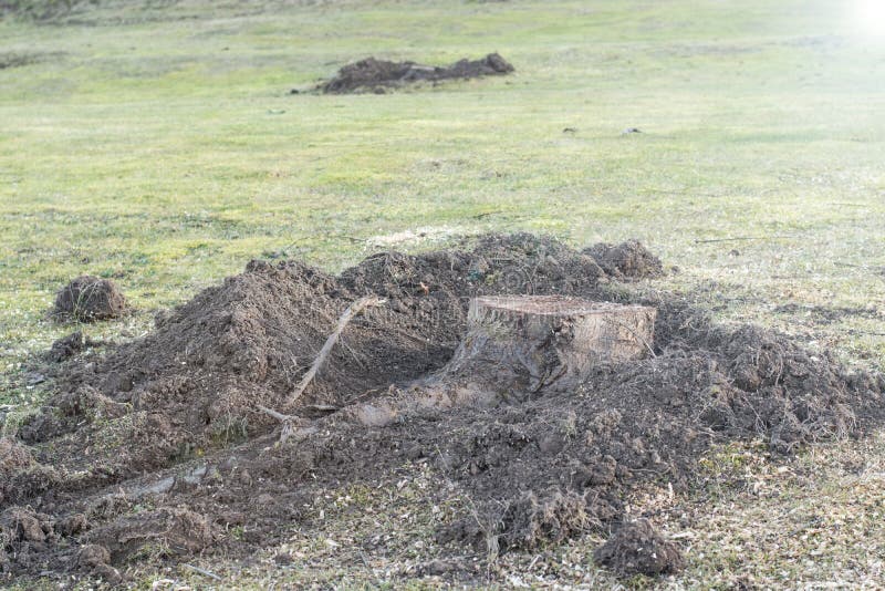 Removing an Old Stump in the Garden. Excavated Dirt from Tree Stump ...