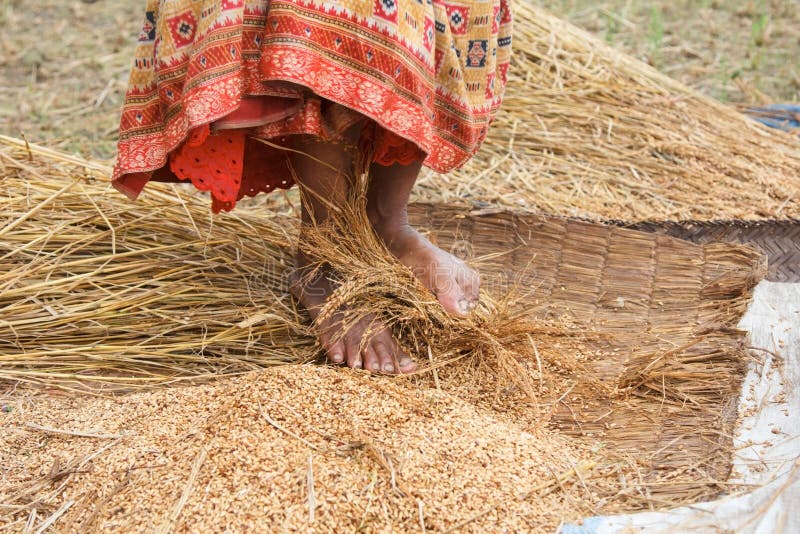 Removing Rice from the Rice Plant Pokhara, Nepal Stock Image - Image of ...