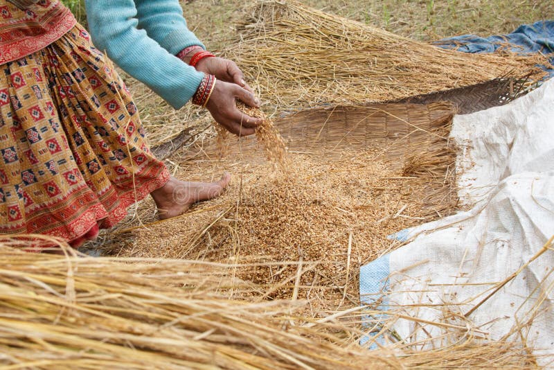 Removing Rice from the Rice Plant Pokhara, Nepal Stock Image - Image of ...