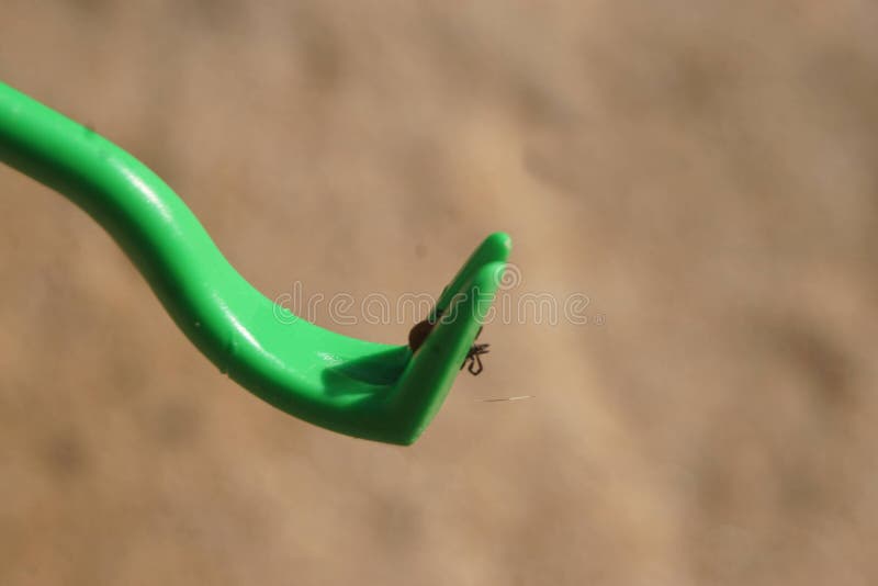 Tick Plier - Removing a Tick Stock Image - Image of tickplier, pull ...