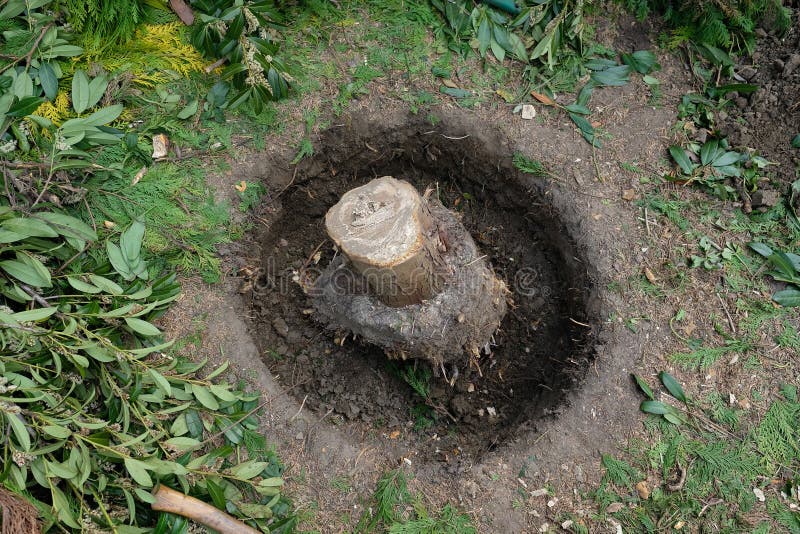 Removing a tree root stock image. Image of felling, ripping - 115739777