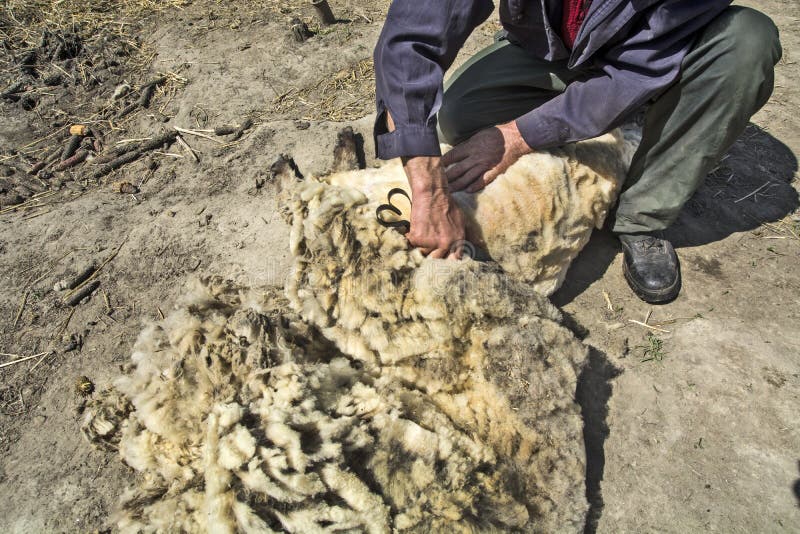 Removing a Wool with the Sheep Stock Image - Image of breed, cute ...