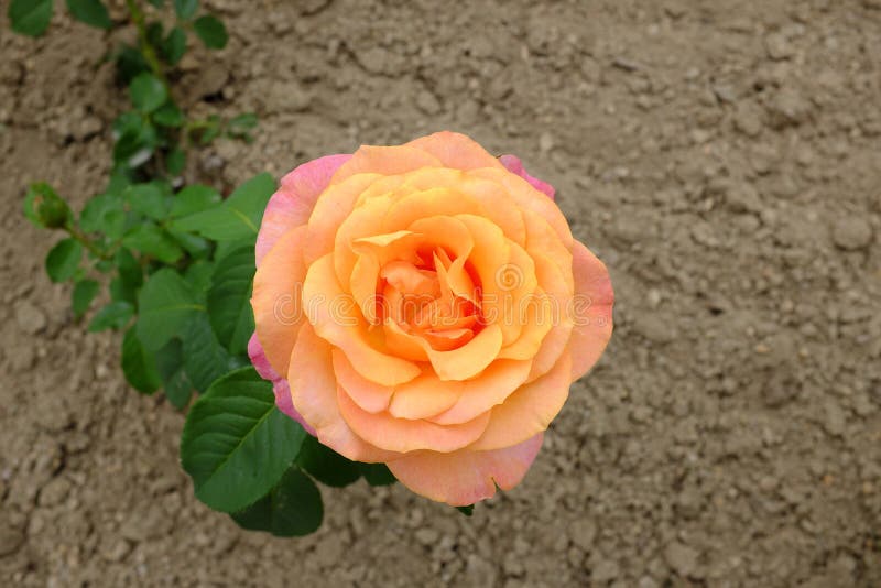 Remy Martin stock image. Image of fresh, colorful, exotic - 192296877