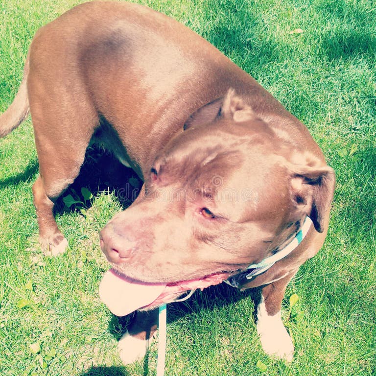 Remy stock photo. Image of animal, remy, friend, love - 54108112