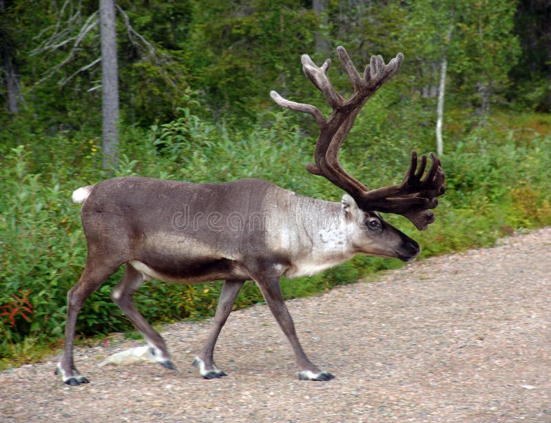 Ren stockbild. Bild von essen, rotwild, tier, lappland - 10622733