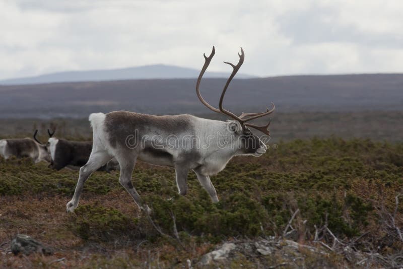 Ren stockbild. Bild von nave, tier, tiere, wild, berg - 26787967