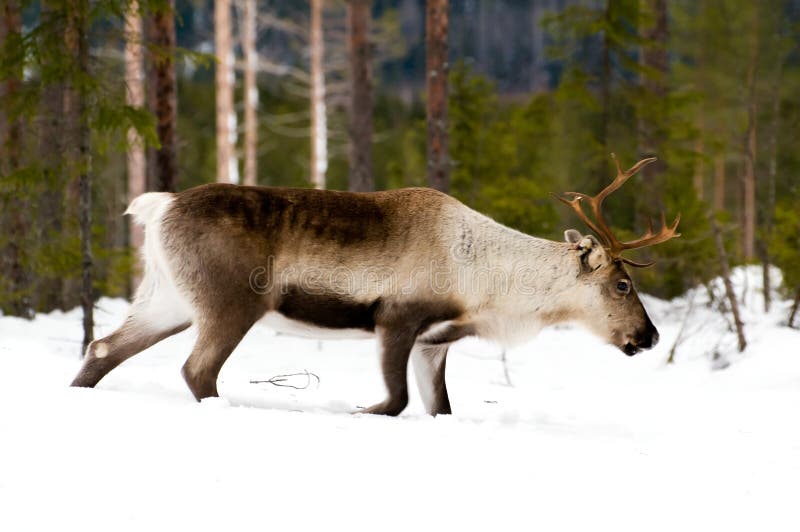 Ren stockfoto. Bild von nord, klaus, weihnachten, nave - 8493938