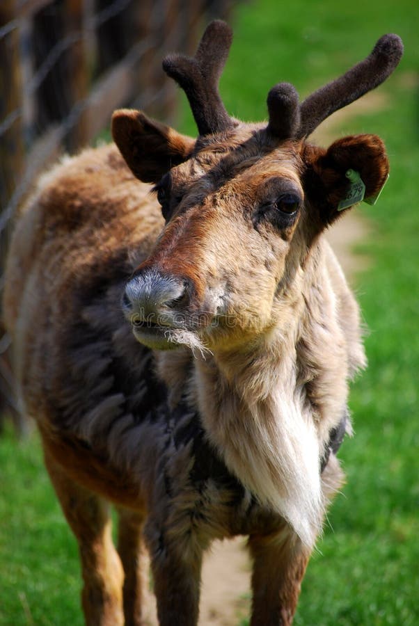 Ren fotografering för bildbyråer. Bild av hörn, sommar - 5257909