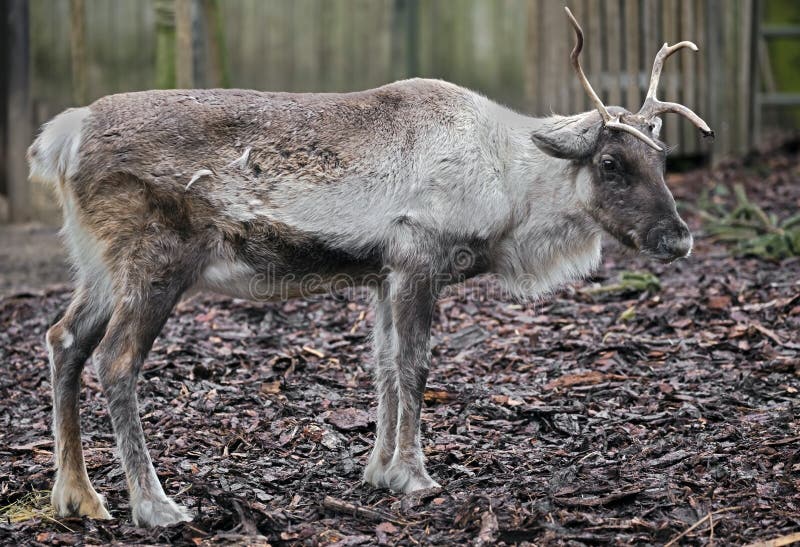Ren stockbild. Bild von geweih, bevölkerung, tundra, ökologie - 83363099