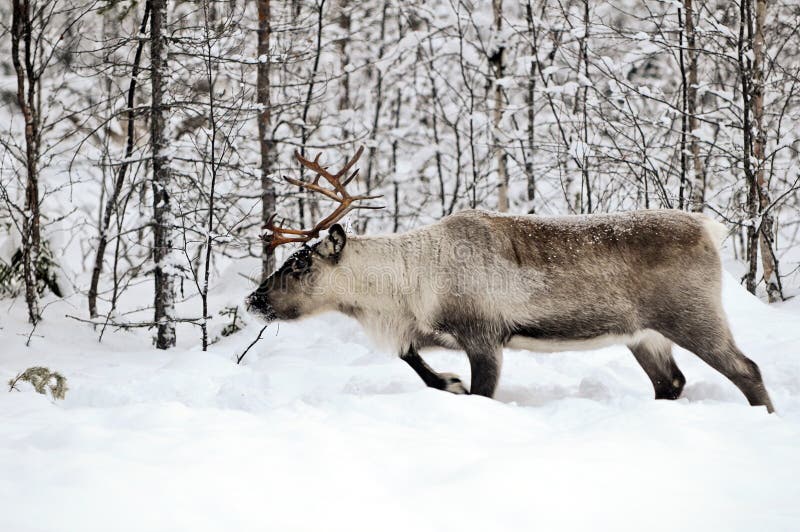 Landschaft mit Rentieren stockfoto. Bild von ozean, wasser - 110441832