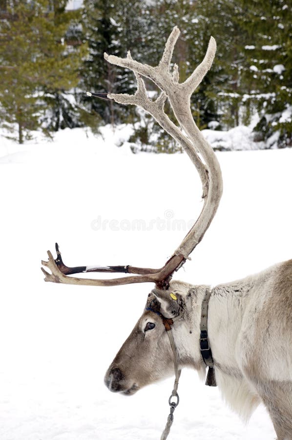 Ren stockfoto. Bild von nord, klaus, weihnachten, nave - 8493938
