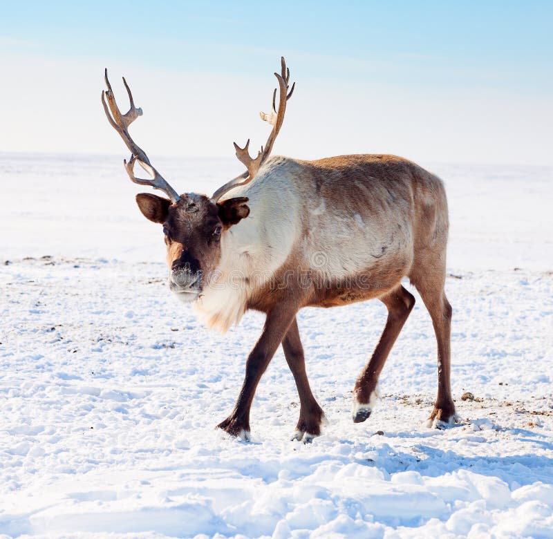 Ren i vintertundra fotografering för bildbyråer. Bild av hornsklubb ...