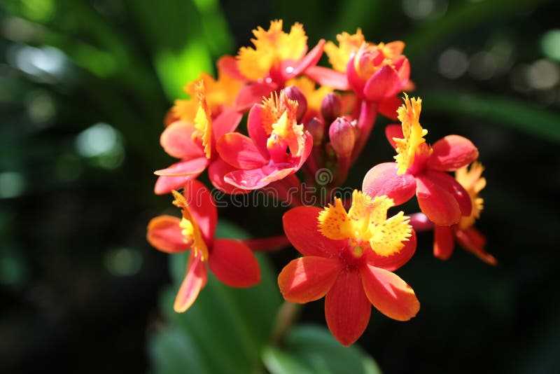 Ren orchid stock photo. Image of plant, bloom, orchid - 85323780