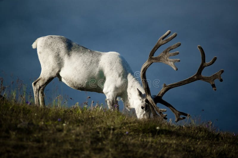 Rena imagem de stock. Imagem de céu, lapela, animal, wildlife - 17070525