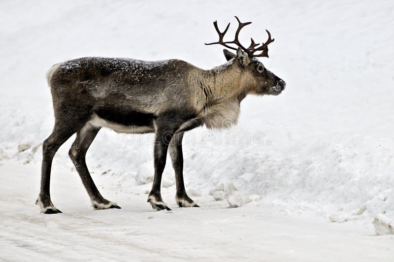 Rena imagem de stock. Imagem de wilderness, troféu, animal - 7601387