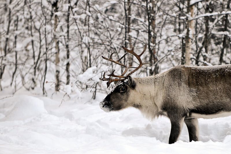Musgo de rena foto de stock. Imagem de caribu, ninguém - 32973708