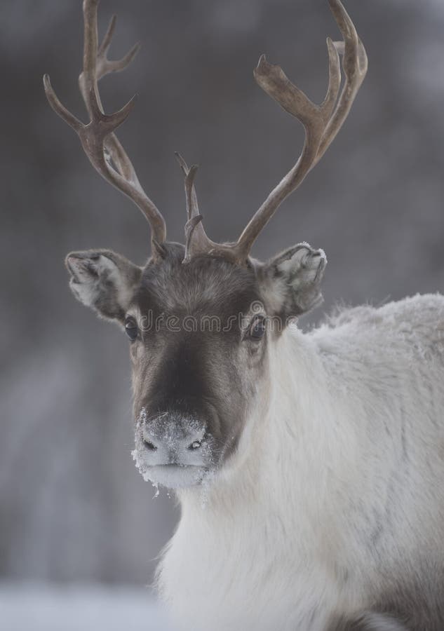 Rena foto de stock. Imagem de cervo, rena, parque, animal - 86263438