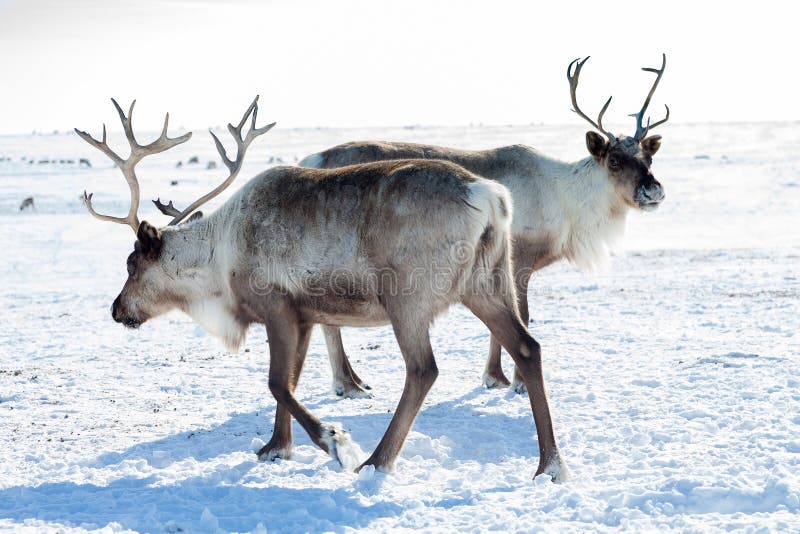 Rena na tundra foto de stock. Imagem de rússia, marrom - 14081876