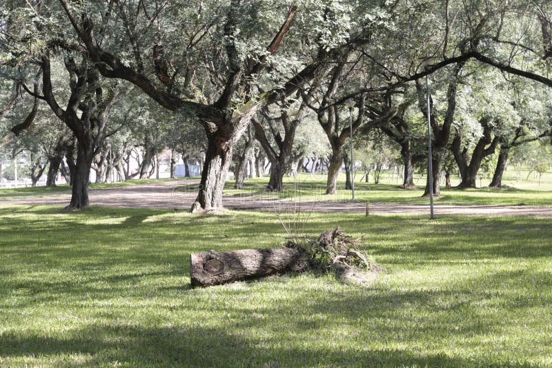 Renacid tree in the forest stock photo. Image of lones - 191536544