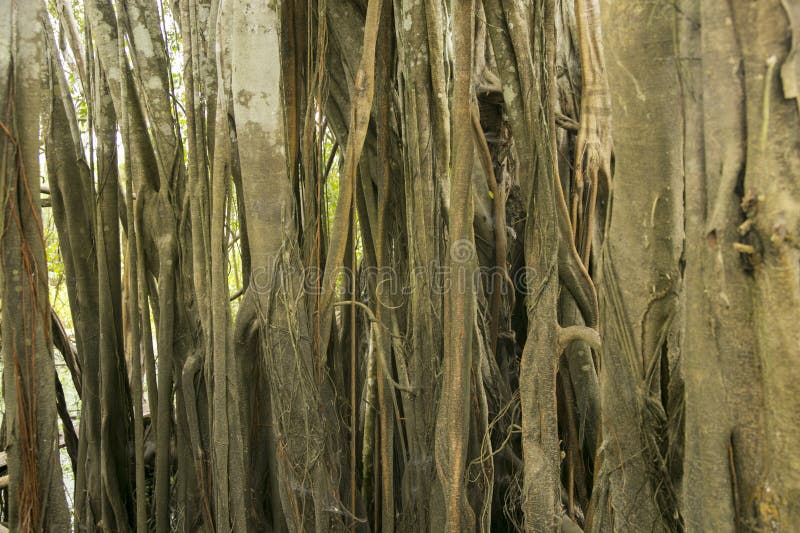 The Renaco is a Tree that Grows in Rivers, Lakes and Aquatic Forests ...