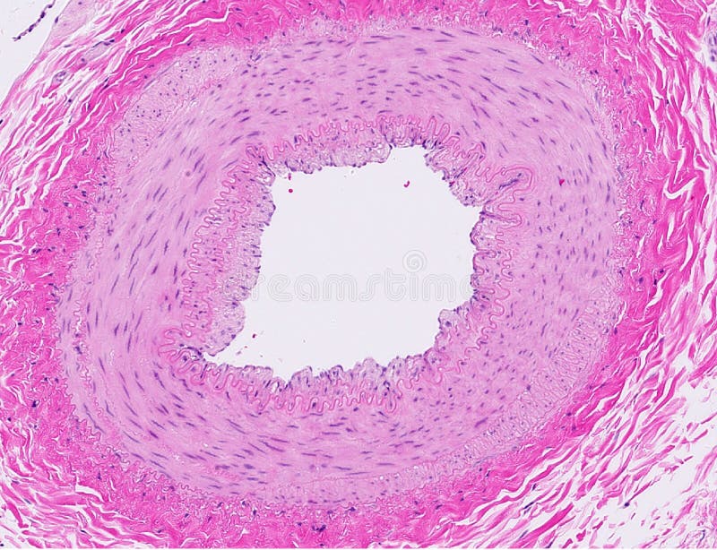 Renal elastic artery stock image. Image of elastic, microscopic - 18698263