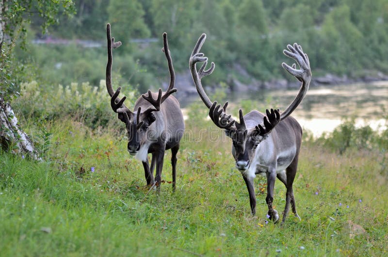 Renar fotografering för bildbyråer. Bild av vild, anhydrous - 58772509