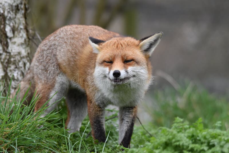 Renard Britannique Rouge Adulte Photo stock - Image du brun, bête: 88522200