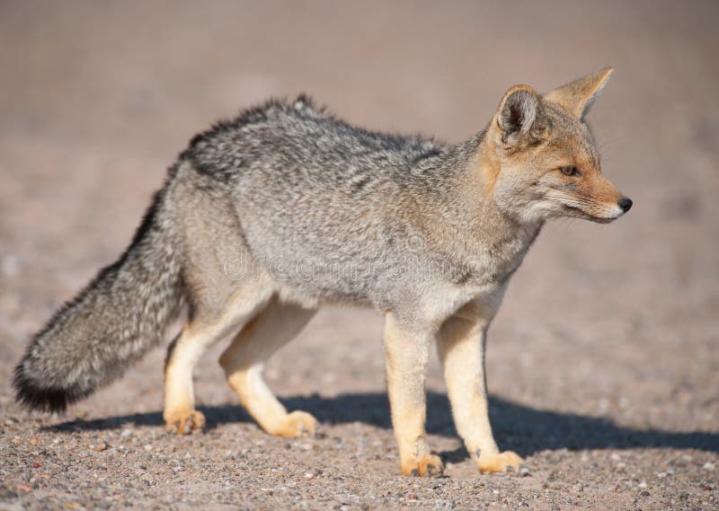 Renard Gris Patagonien (Dusicyon Culpaeus) Image stock - Image du ...