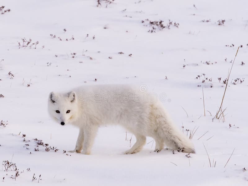 669 Photos de White Fox Light Blue Leders - Photos de stock gratuites ...