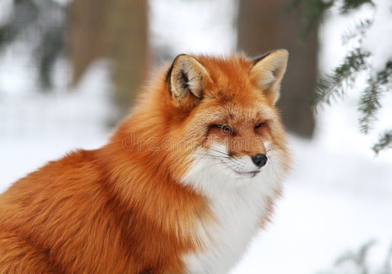 Rouge de renard photo stock. Image du prédateur, verticale - 8053252