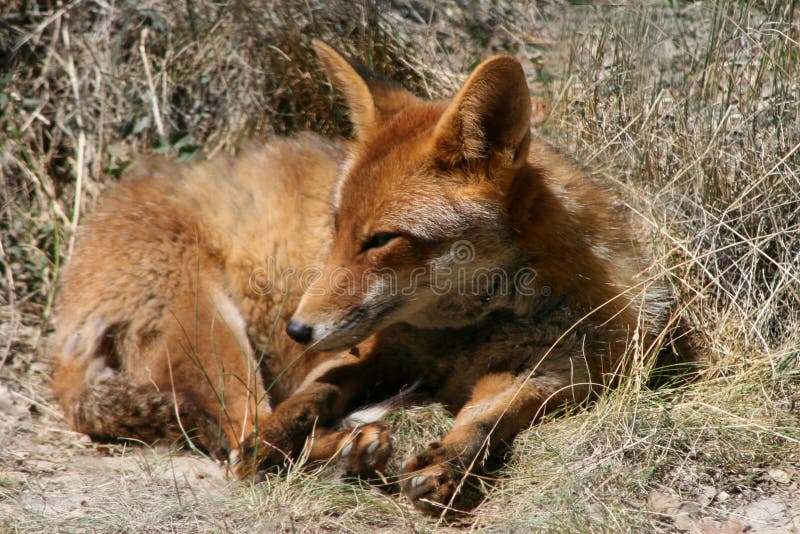 Renard rouge photo stock. Image du rouge, beauté, regarder - 2941438