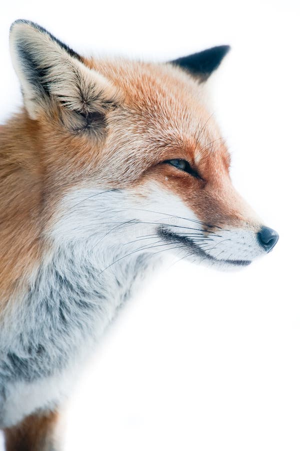Renard Rouge (lat. Vulpes De Vulpes) Image stock - Image du renard ...