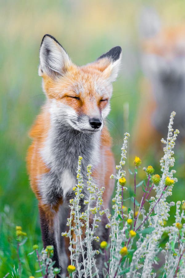Renard Rouge Sauvage Dans L'herbe Verte Image stock - Image du pointu ...