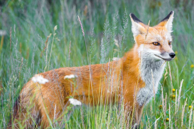 Renard Rouge Sauvage Dans L'herbe Verte Image stock - Image du pré ...